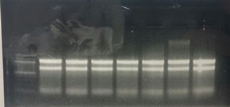 Is My RNA Extraction Contain DNA ResearchGate