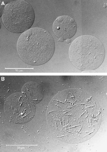 Empty Alginate Microcapsules A And Alginate Microcapsules Containing Download Scientific