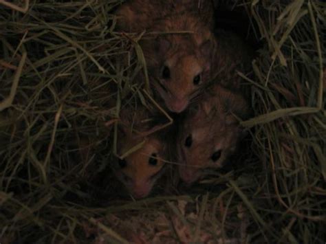Bushy Tailed Jirds By Jedediah667 On Deviantart