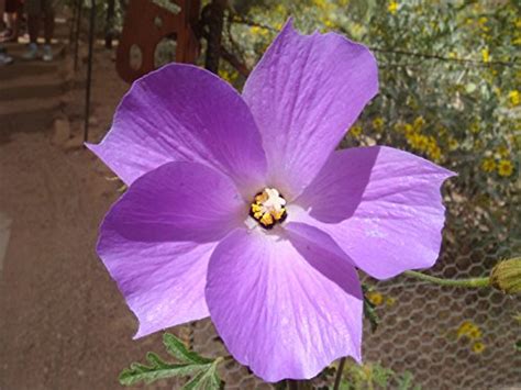 Alyogyne Huegelii How To Grow And Care