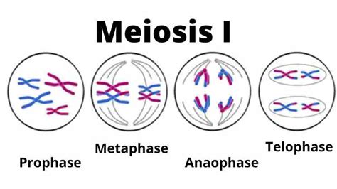 Stages Of Meiosis 1 And 2