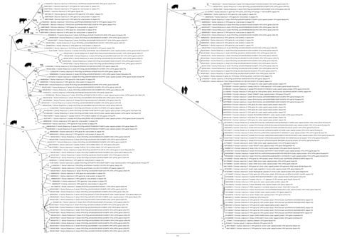 Schematic Diagram Of The Specificity Differences Of The Inserted And
