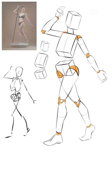 Figure Drawing Reference Photos References Square Anatomy Spider