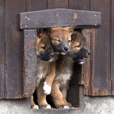 Funny Pictures Vol152 Barnorama