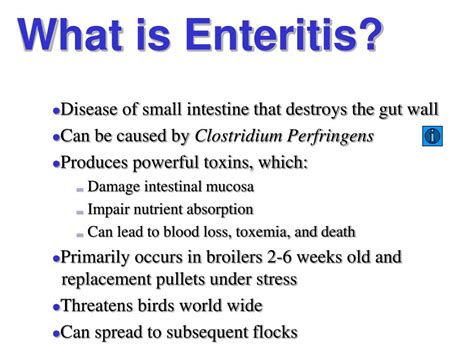 Ppt Enteritis In Poultry Powerpoint Presentation Free Download Id456570