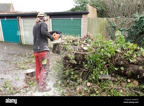 Tree Surgeon Or Arborist Using A Chainsaw On A Fallen Ivy Covered Tree The Tree Surgeon Is