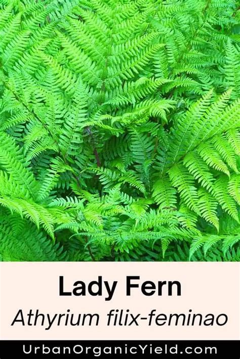 Fabulous Fern Types To Grow Indoors And Out