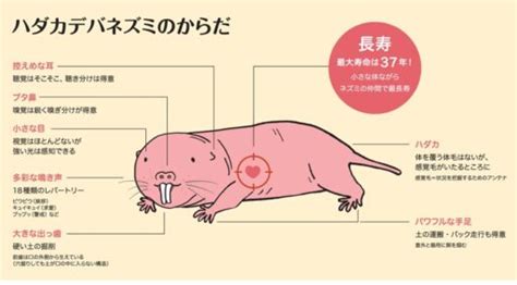 ハダカデバネズミとは？ 熊本大学 生命科学研究部 老化・健康長寿学講座ウェブサイト