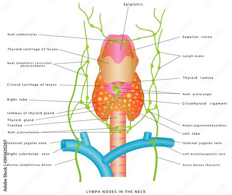 Lymph Nodes Of The Neck Anterior Cervical Lymph Nodes Lymphatic