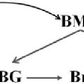 Graphical Diagram Of The Mendelian Randomization Analysis Between Sex Download Scientific