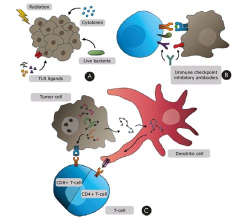 therapies based on their immune principle a non specific immune download scientific diagram