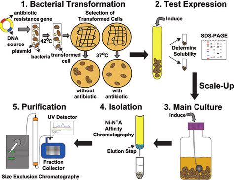 Protein Engineering Utilizing An E Coli Expression System The Basic Download Scientific