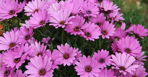 Osteospermum 고요한 관상용 식물 꽃 꽃 머리 꽃 사진 꽃무늬 꽃이 만개한 꽃잎 녹지 다년생 다채로운 데이지 가족 동부 유럽 매크로 봄