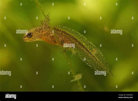 Closeup On An Aquatic Larvae With Gills Of The Carpathian Newt