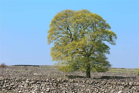 Oak And Dry Stone Walls Litton Peak District National Photograph By