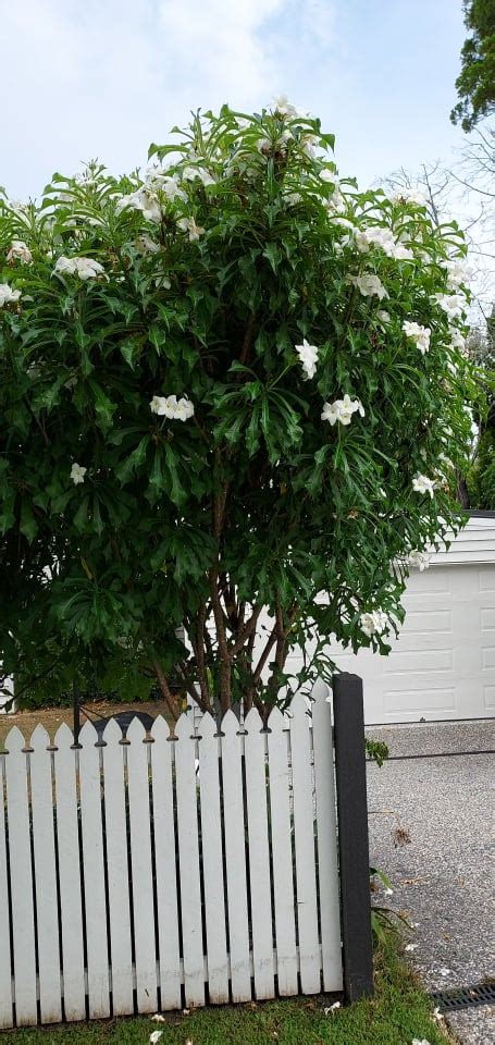 Could Someone Identify This Tree R Brisbane