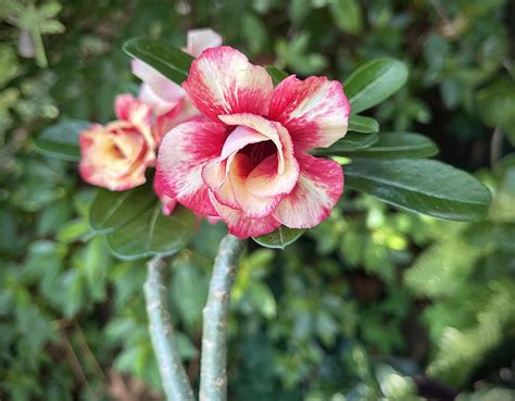 “just For Fun” Successful Pollination Attempt W Seed Pods And Lots Of