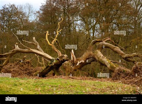 Tree Split Hi Res Stock Photography And Images Alamy