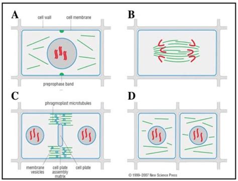 What Is The Picture Of Plant Cell And Cell Division