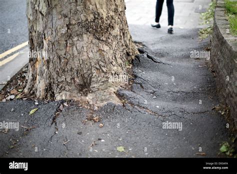 Huge Tree Truck Disfiguring Pavement Roots Lifting Stock Photo Alamy
