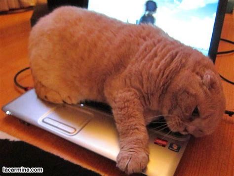 CAT LYING ON COMPUTER KEYBOARD LAPTOP LOLCAT WHY DO CATS SIT ON Cats Funny Cats Cat