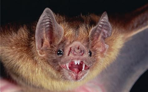 Natures Real Life Vampires Bbc Science Focus Magazine