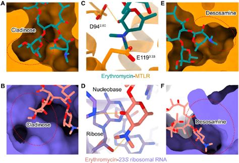 Comparison Of Erythromycin Recognition By Mtlr And The Bacterial Download Scientific Diagram