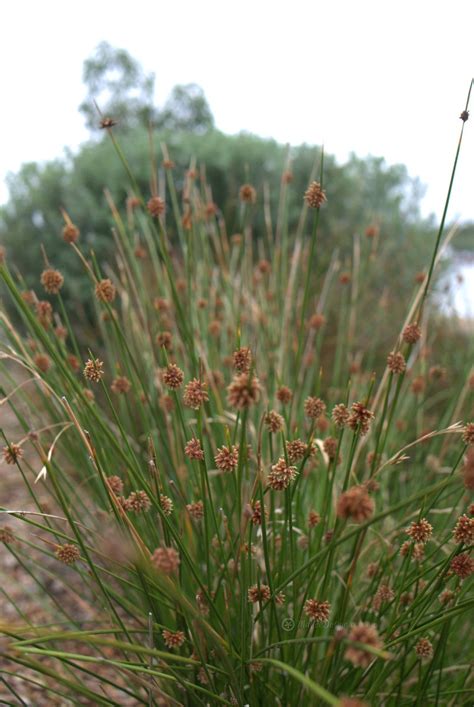 Groundcover Grass Themeda ‘mingo Mallee Design