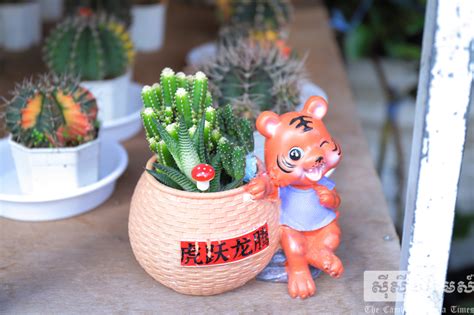 លោកស្រី ទួន សុភា ប្រាប់ពីវិធីថែរក្សា«ប្រទាលឬរក្ខជាតិដាក់តាំងនៅកន្លែងធ្វើការ សុីសុីថាមស៍