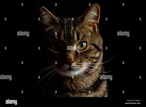 Tabby Cat Portrait Stock Photo Alamy