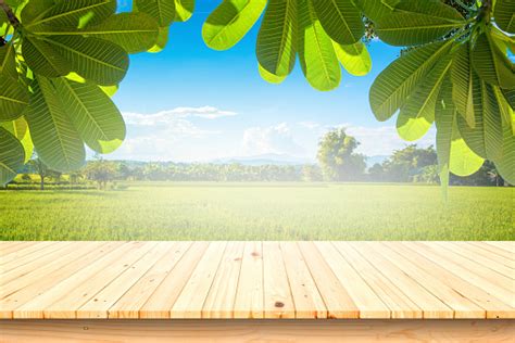 단풍 Bokeh 배경 빈 나무 테이블입니다 제품 디스플레이 대 한 준비 0명에 대한 스톡 사진 및 기타 이미지 0명 계절 나무 Istock