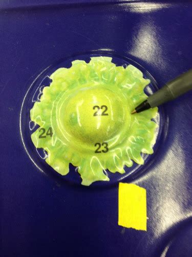 Male And Female Sexual Anatomy A P II Lab Flashcards Quizlet