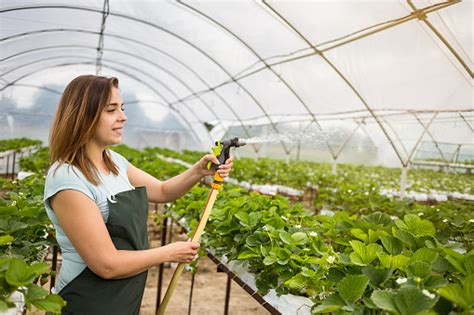 베스트 온실에서 근무 하는 농업 엔지니어와 명의 하 재배 딸기 자 상자 딸기 따기 농장 딸기 작물 개념에 Berrying 여자 여성 온실 작업자 개혁에 대한 스톡 사진 및