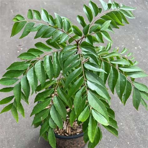 Sweet Neem Seeds Curry Leaf Tree Seeds