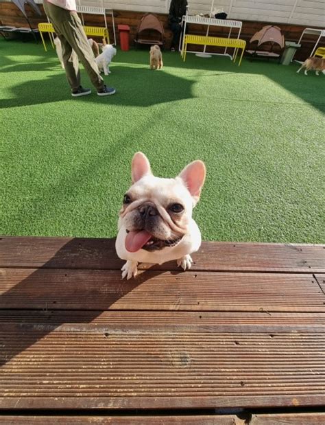 프렌치불독비지강아지 책임무료분양♥분양완료 아이조아 유기방지입양 파양 강아지보호소 고양이보호소 무료분양센터
