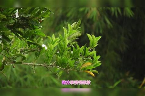 水木年华《一生有你》，唱到深情好听至极深情一生