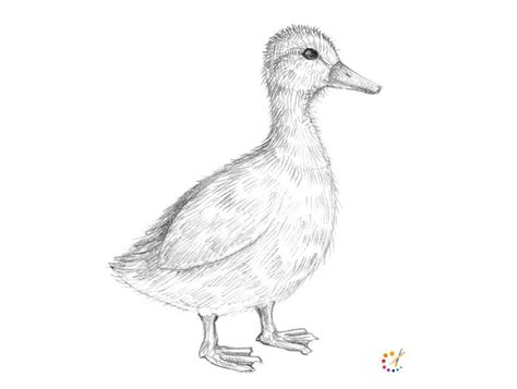 How To Draw Realistic Duck