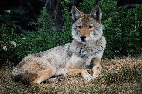 5 Things To Do When A Coyote Visits Your Georgia Yard And 3 Things To