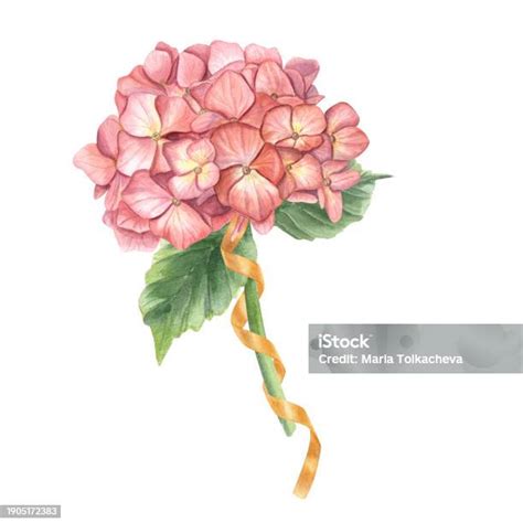 빈티지 수국 나뭇 가지 와 노란 새틴 리본 축하 꽃다발 Hortensia는 잎이 달린 꽃입니다 흰색에 고립된 수채화 그림입니다 결혼식 디자인 초대장 인사말에 딱 맞습니다