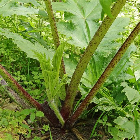 Giant Hogweed Heracleum Mantegazzianum