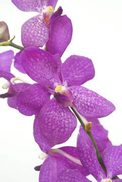 ライラックブルーハナスタが提供する切花の画像検索サイト