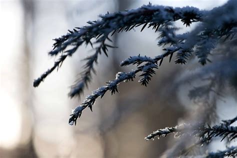 무료 사진 소나무 나무 식물 나무 잎에 버그 린 겨울 자연 침 엽 수