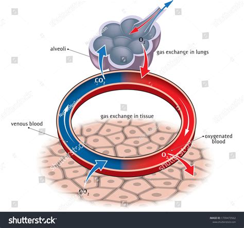 Schematic Illustration Basic Alveolus Gas Exchange Stock Vector