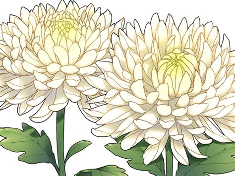 국화 꽃 브러시 픽셀플러스