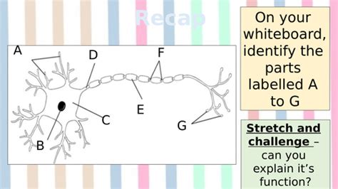 Gcse Psychology 9 1 Neuropsychology Hebbs Theory Of Learning Teaching Resources