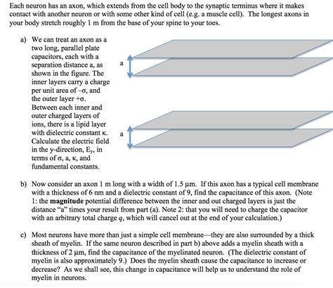 Solved Each Neuron Has An Axon Which Extends From The Cell Chegg Com