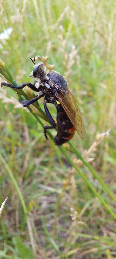 Big Assassin Bug Chilling 😎 Rinsects