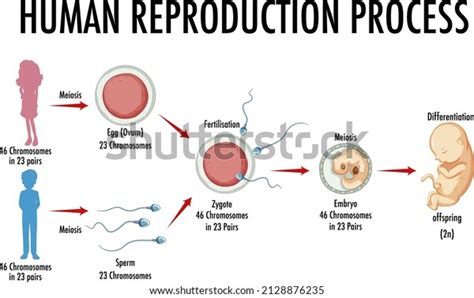 Vektor Stok Diagram Showing Human Reproduction Process Illustration Tanpa Royalti 2128876235
