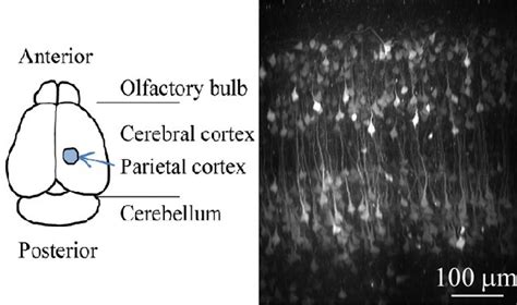 Scientists Find Region In Mouse Brain That Works Like GPS Asian Scientist Magazine