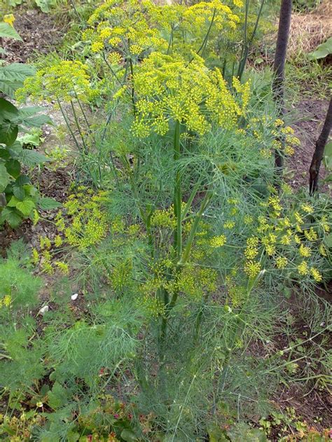 Pin by Olga on Зелень | Plants, Garden